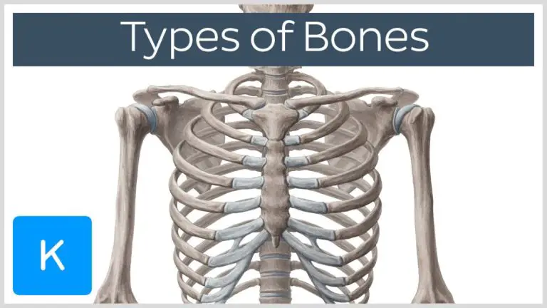 How Heavy Are Human Bones? - PostureInfoHub