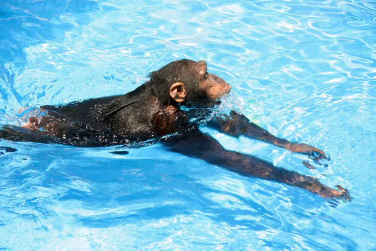 How Long Can a Human Swim? - PostureInfoHub