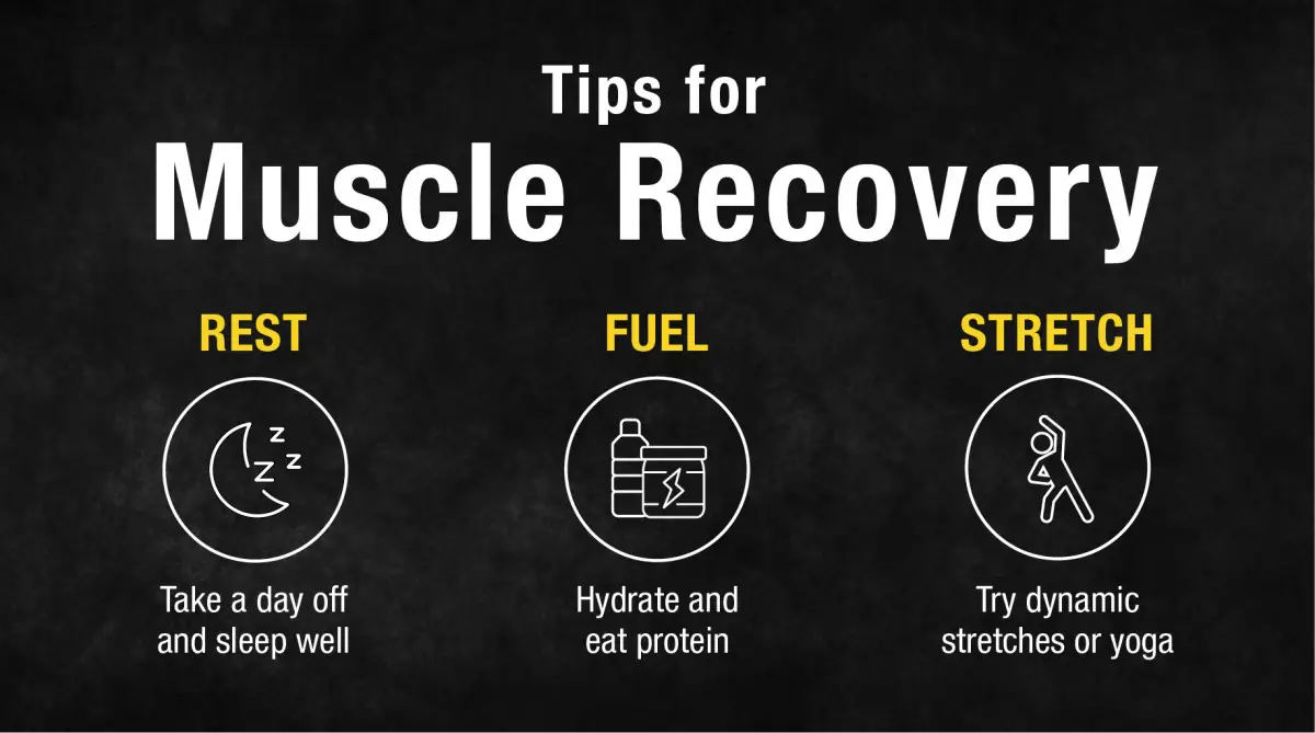 What Muscles Recover the Fastest? - PostureInfoHub