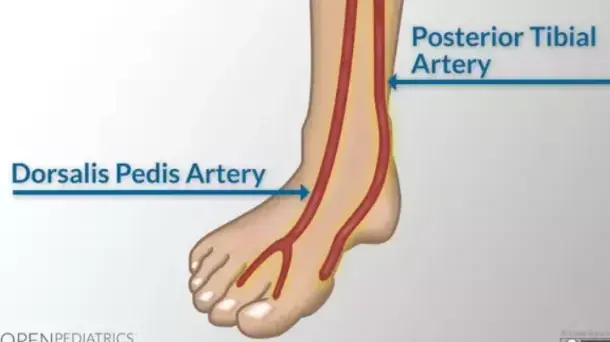 Can Feel Pulse in Bottom of Foot? - PostureInfoHub