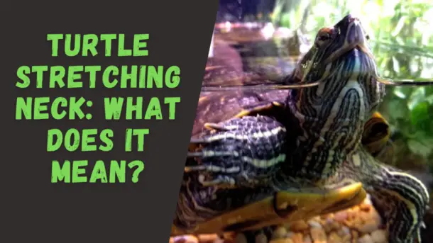 Why Does My Turtle Stretch His Neck? - PostureInfoHub