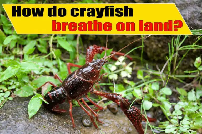 How Long Can Crawfish Live Out of Water? - PostureInfoHub