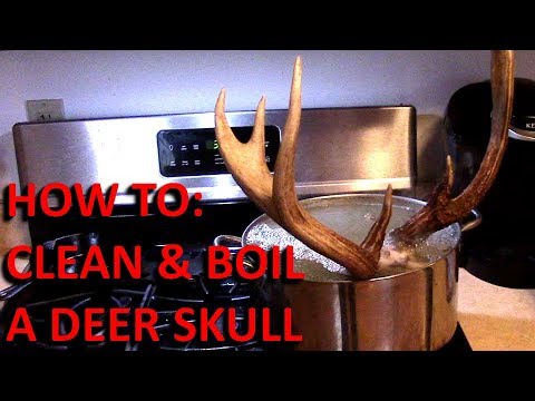 How Long to Boil a Deer Skull? - PostureInfoHub